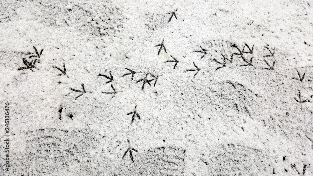 Crow Tracks In Snow