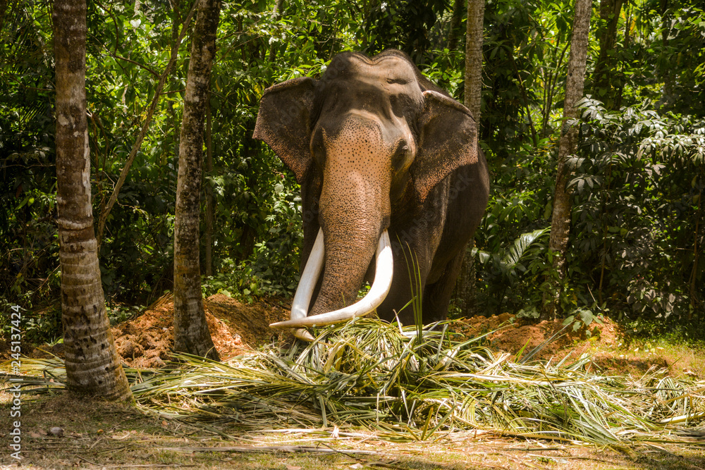 Poster The Tallest Tusker in Asia - Nadungamuwa Raja – Wall Art | UkPosters