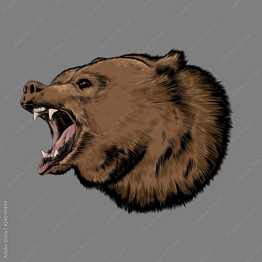 Hand drawn sketch of bear in color isolated on gray background ...