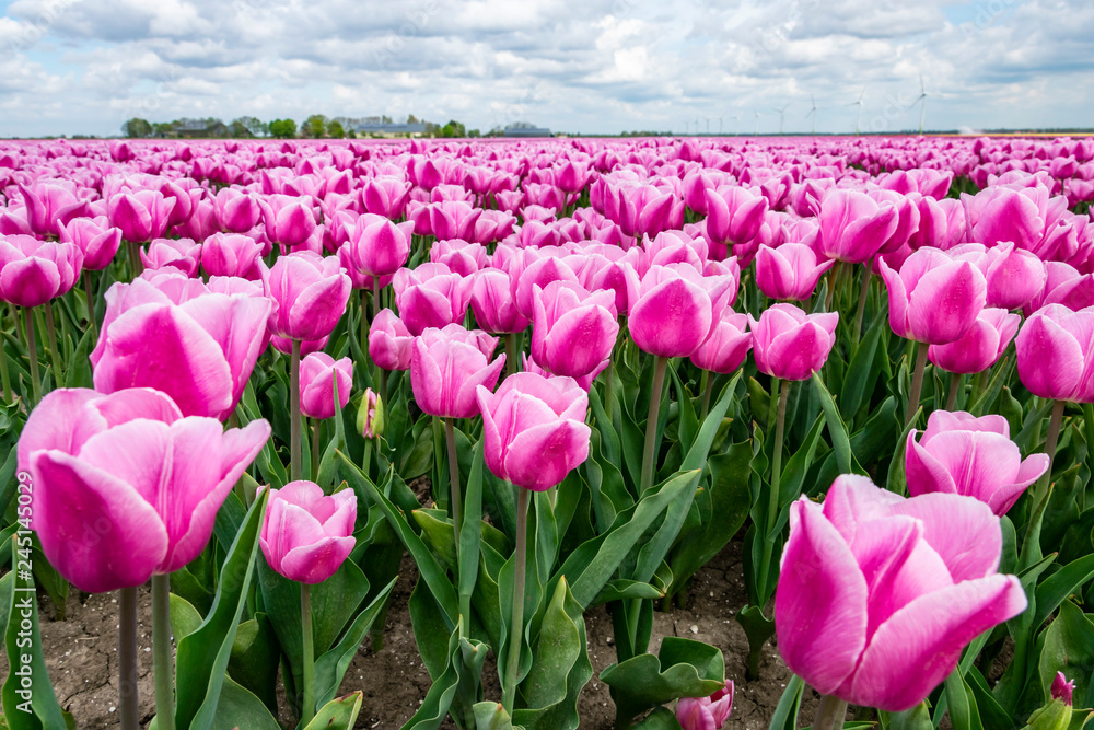 Field Of Pink Tulips