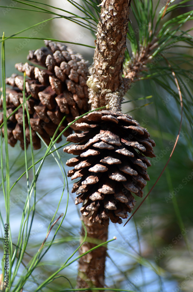 Slash Pine Cone