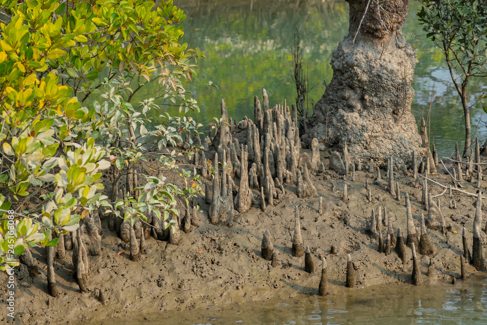 Mangrove Breathing Roots