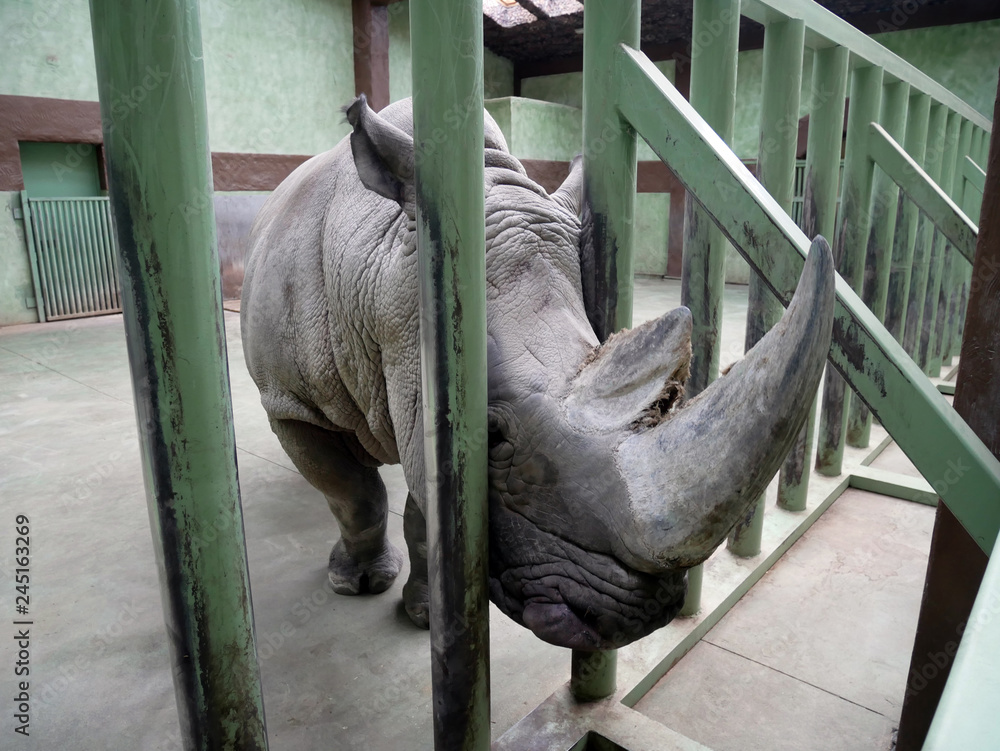 Large male rhino in the winter zoo. Stuck its head through the fence ...