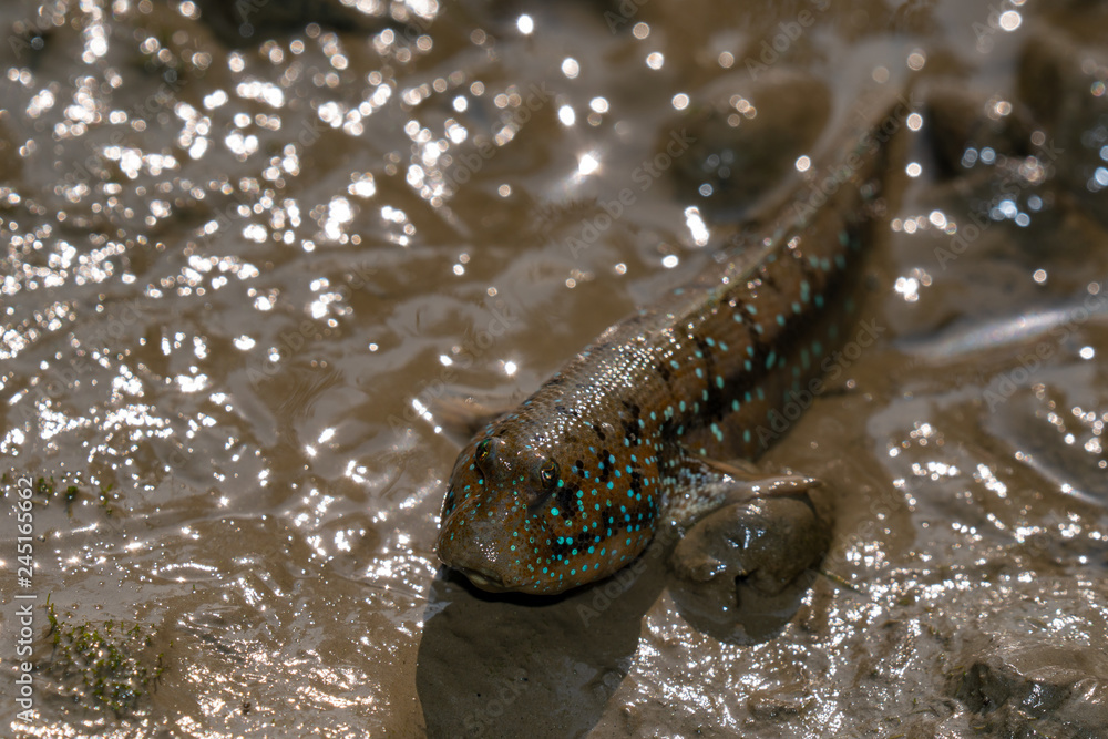 Mudskipper with a blue dot skin on the shiny mud in the Sundarbans in ...