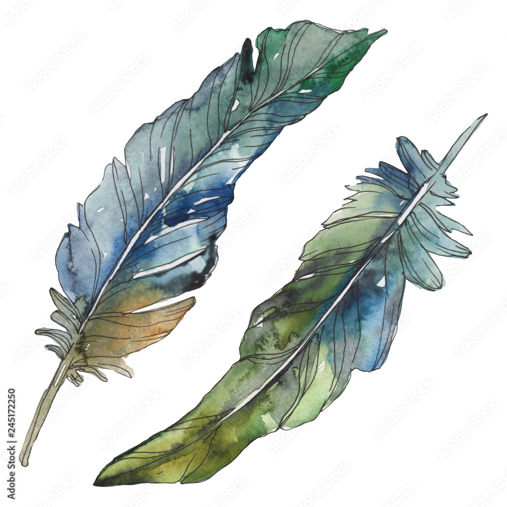 Bird feather from wing isolated. Watercolor background illustration set ...