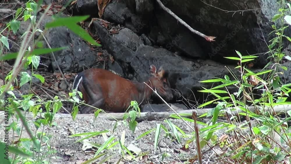Vídeo do Stock: A young Muntjacs, also known as barking deer and ...