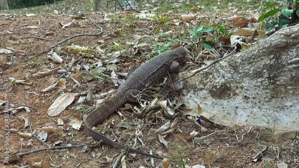 A Young Clouded Monitor Lizard(Varanus nebulosus) searches for food ...