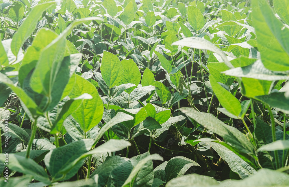 Green foliage of a soya plantation. Healthy foliage. Soy plants with no ...