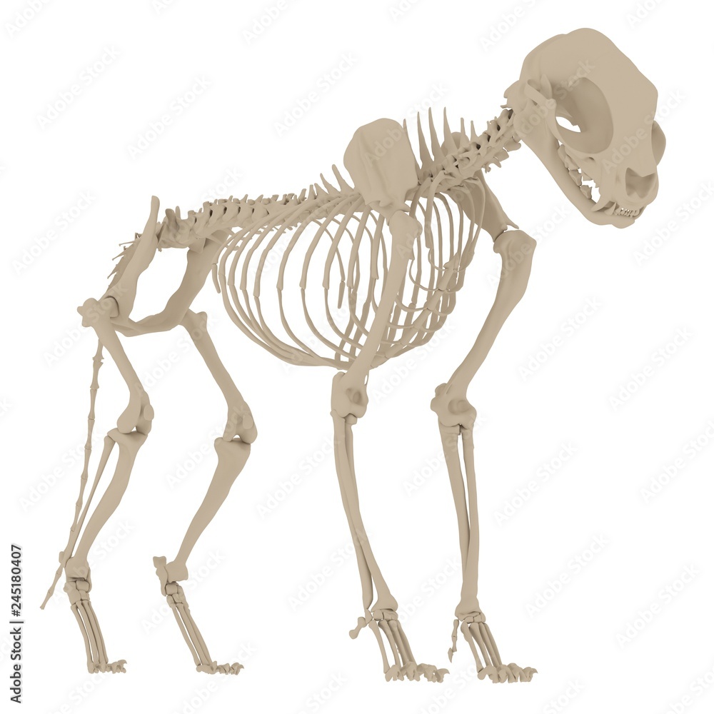 ภาพประกอบสต็อก Cat Skeleton Anatomy. 3d rendering ภาพ | Adobe Stock