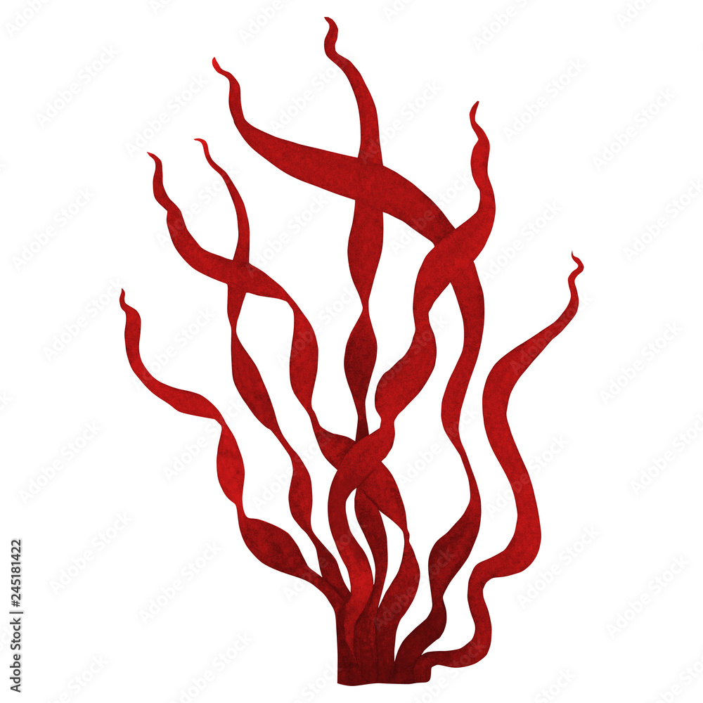 Red Seaweed,kelp in the ocean, watercolor hand painted element isolated ...