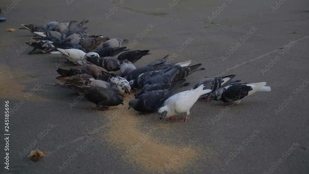 a flock of pigeons pecks grain from the ground. warm season 4k Stock ...
