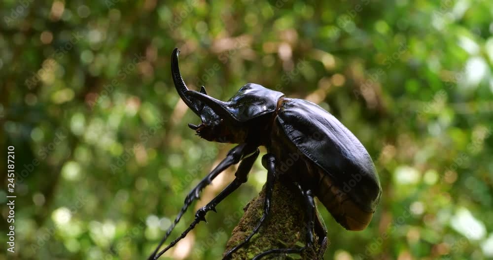 Elephant Beetle (Megastoma acaeton) climbing on a fallen tree trunk in ...