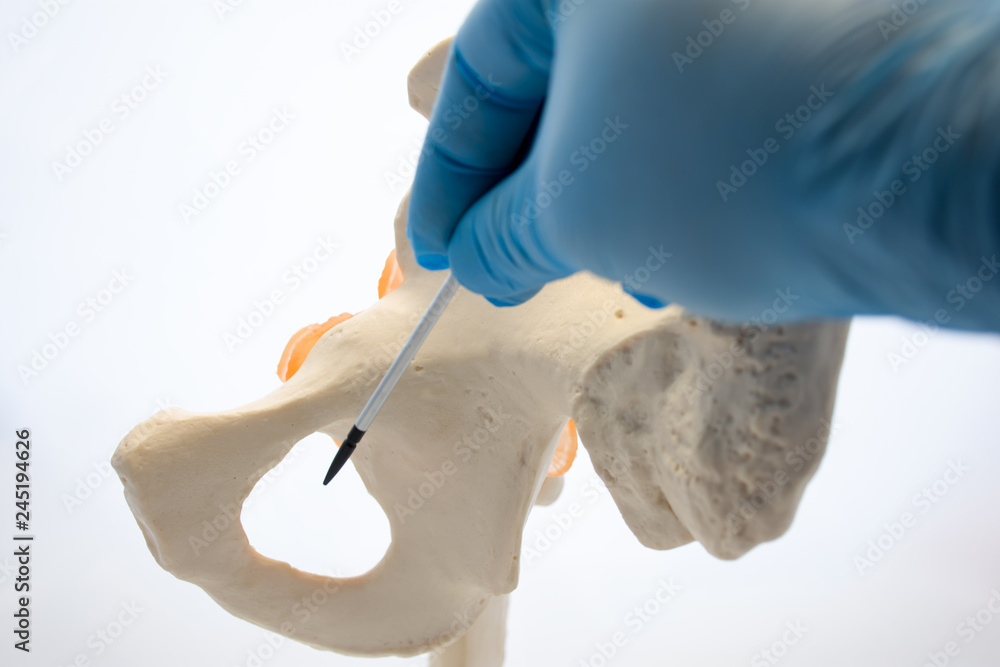 Doctor, scientist, specialist in anatomy indicates pointer of obturator ...