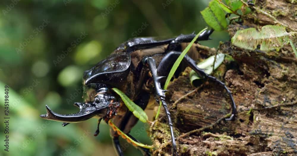 Elephant Beetle (Megastoma acaeton) climbing on a fallen tree trunk in ...