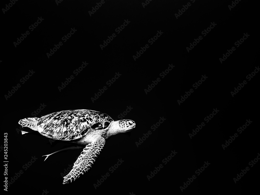 Sea turtle swimming underwater in red sea Stock Photo | Adobe Stock
