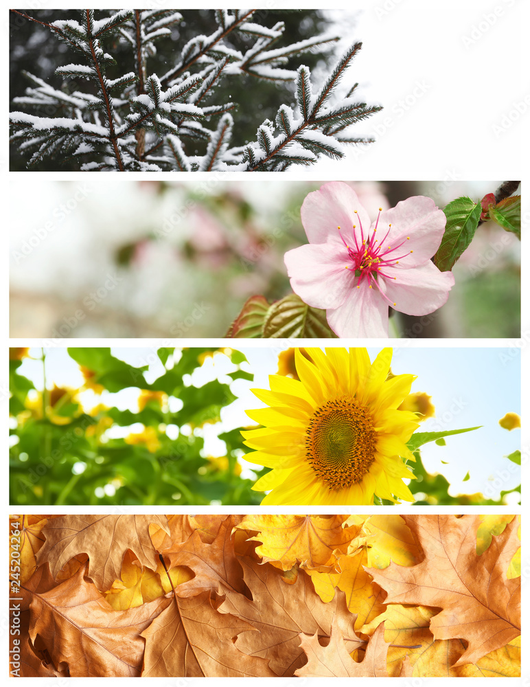 Beautiful photos of nature. Four seasons collage Stock Photo | Adobe Stock
