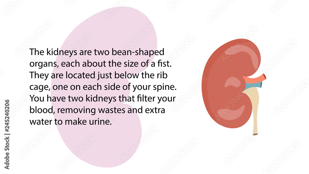 Kidney function vector. Internal organs functions vector design Stock ...