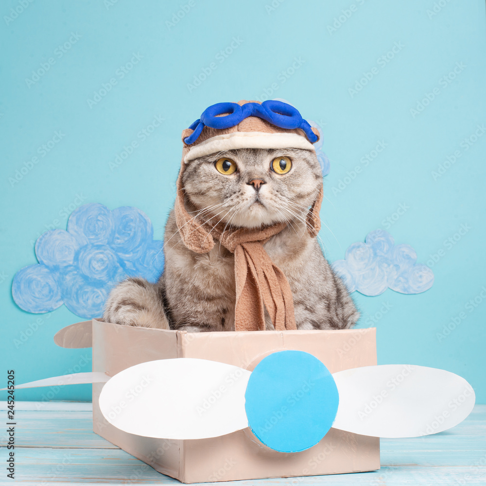 Cat is a cute aviator pilot in a paper plane, a Scottish Whiskas in a ...