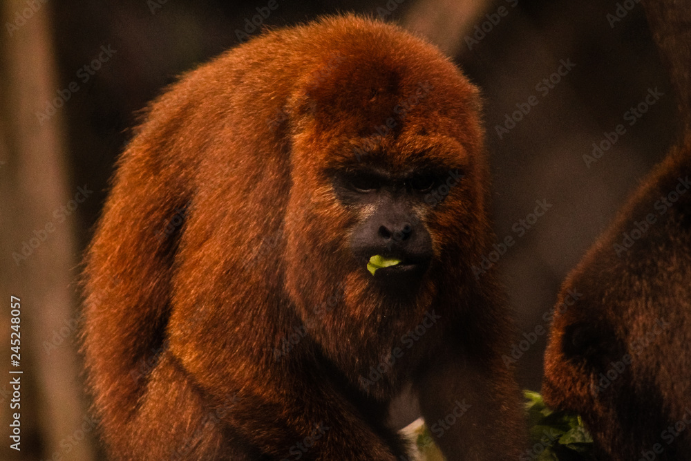 Macaco Stock Photo | Adobe Stock