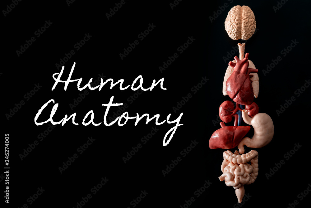 Human anatomy, organ transplant and medical science concept with a ...