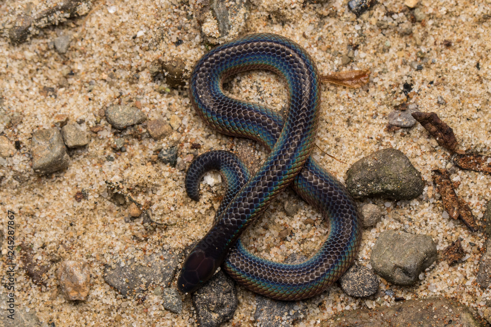 Macro image and Detail of shiny Schmidt's Reed Snake from Borneo ...