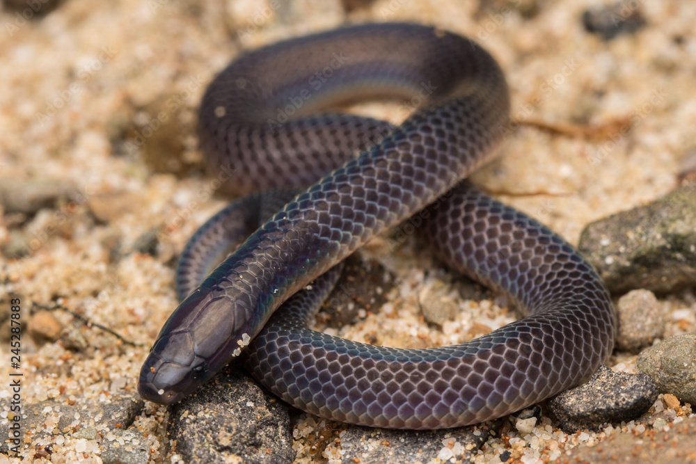 Macro image and Detail of shiny Schmidt's Reed Snake from Borneo ...