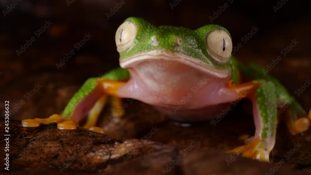 Leaf Frog (Agalychnis hulli) blinking its eyes In the rainforest at ...
