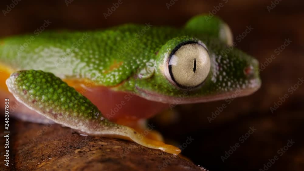 Leaf Frog (Agalychnis hulli) blinking its eyes In the rainforest at ...