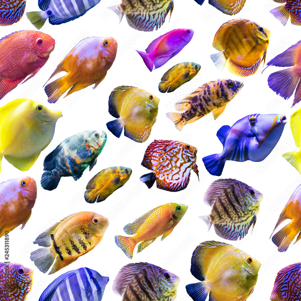 Seamless pattern. Multi-colored fishes on a white background. Site ...