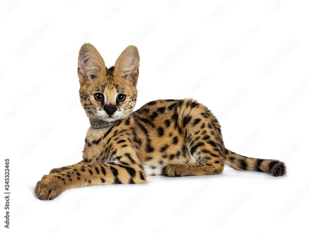 Cute 4 months young Serval cat kitten laying down side ways, wearing ...