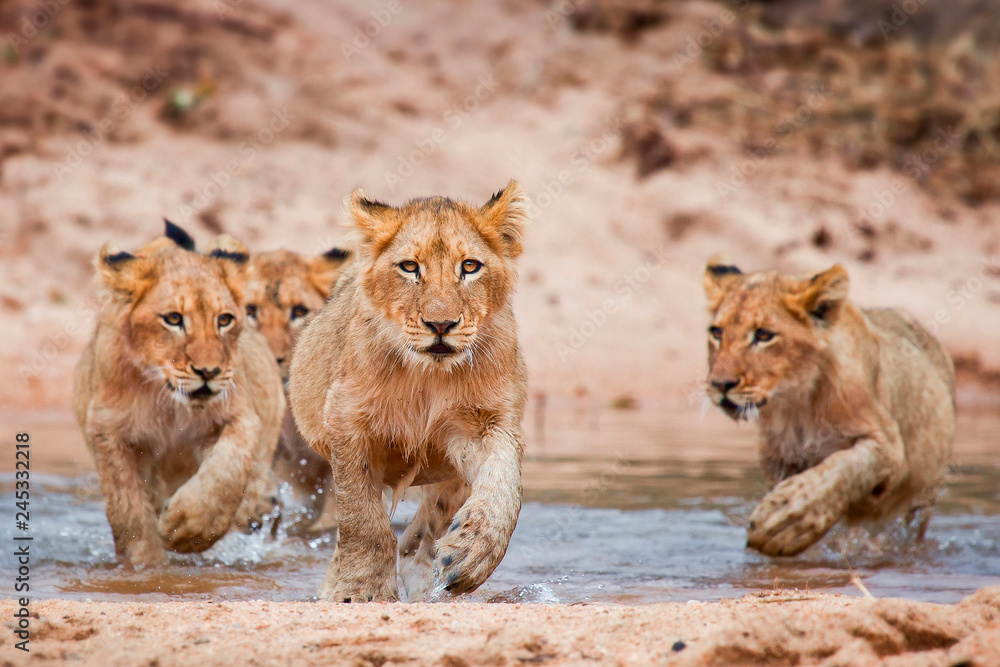 Lion Cubs Running