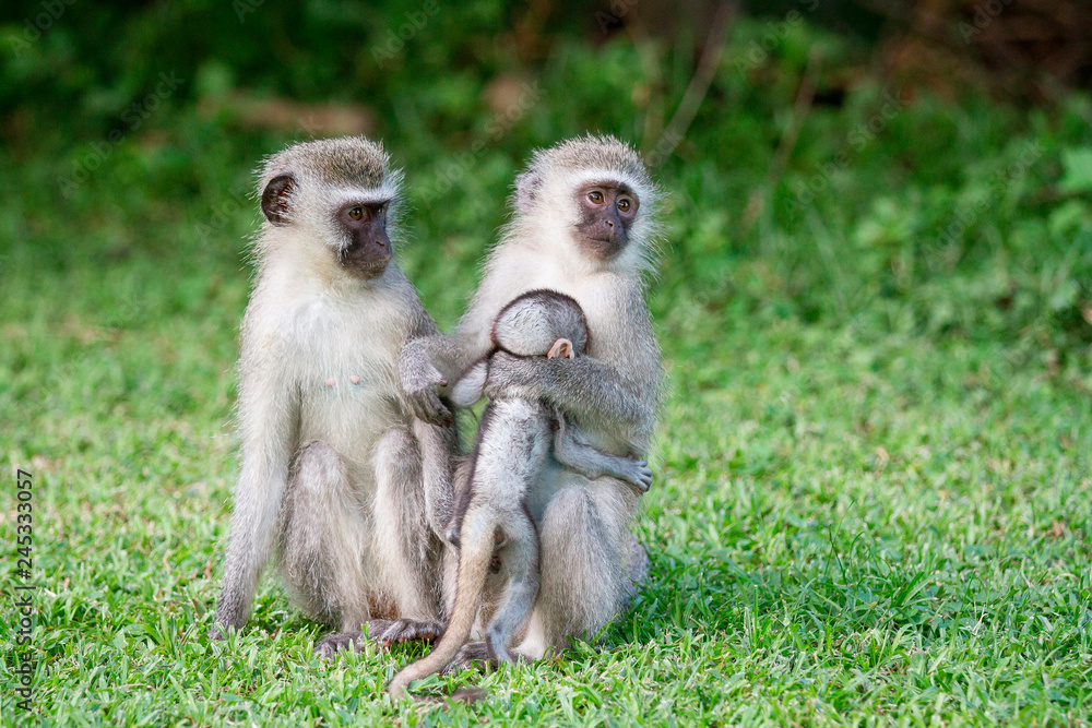 Vervet monkeys, Chlorocebus pygerythrus, sit upright in green short ...