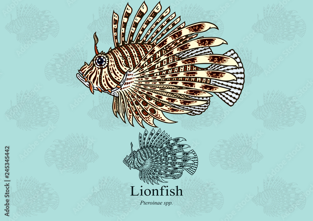 Lionfish. Vector illustration with refined details and optimized stroke ...