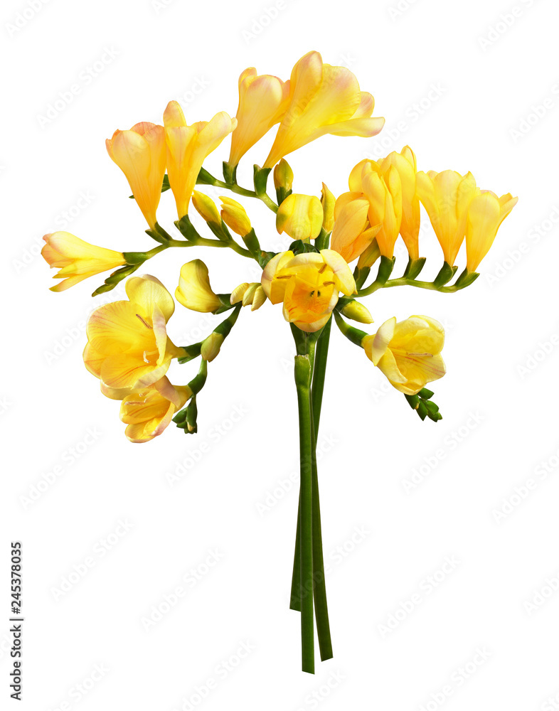 Yellow Freesia Bouquet