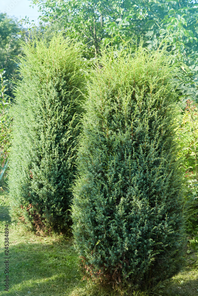 thuja brabant, thuja occidentalis, thuja plicata, arborvitae balls ...