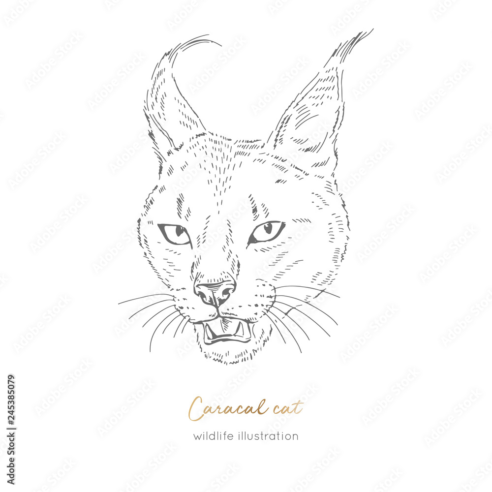 Caracal Drawing