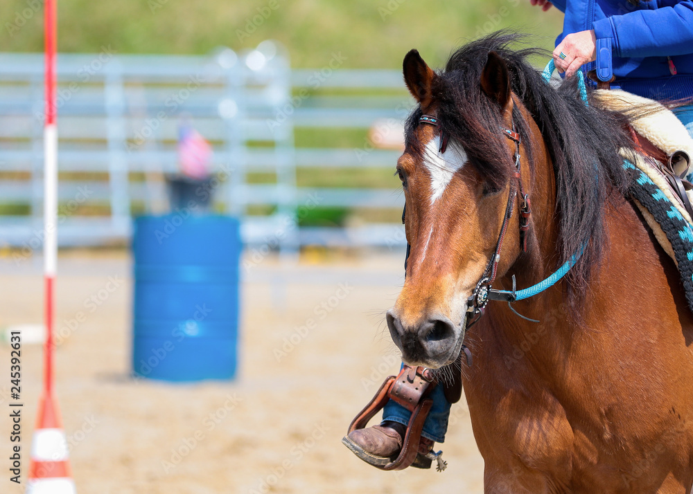 Western horse in close-up on a tournament in a trail and flagrace ...