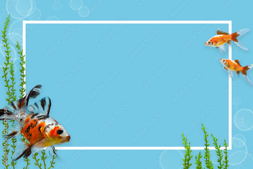 Aquarium Background Clipart Images