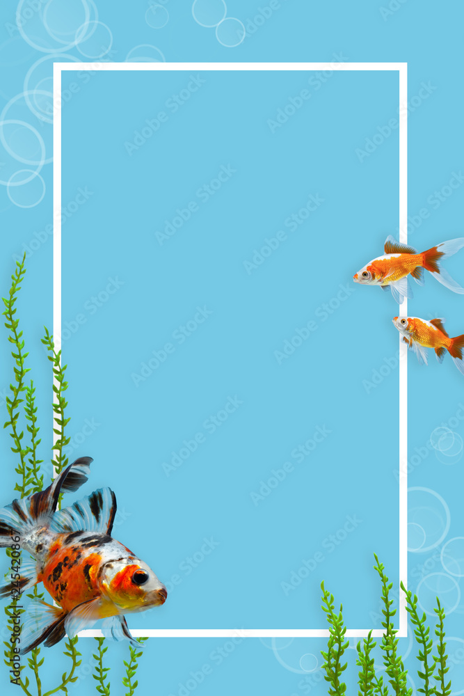 Colourful aquarium fish mock up template with white frame on blue ...