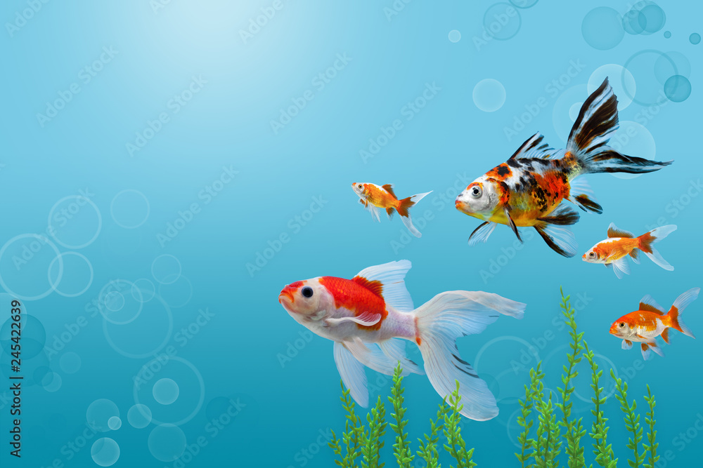 Collage of aquarium gold fish on blue background, banner with copy ...