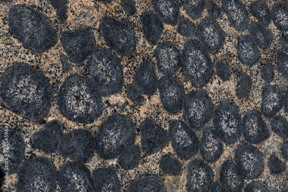 Orbicular granite in Atacama Desert at Caldera, Chile. There are just a ...