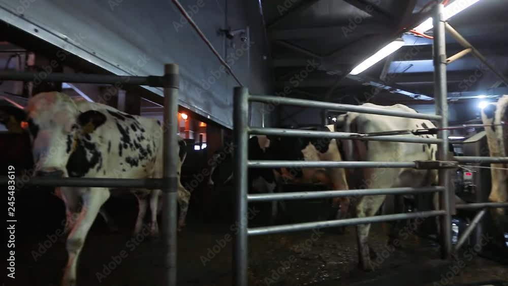 Cow milking on modern farm. Dairy cows at dairy factory. Process ...