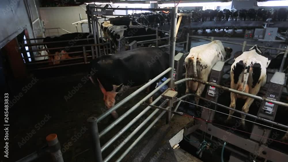 Cow milking on modern farm. Dairy cows at dairy factory. Process ...