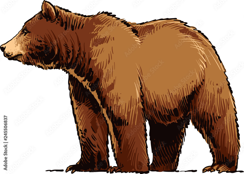 Bear Vector