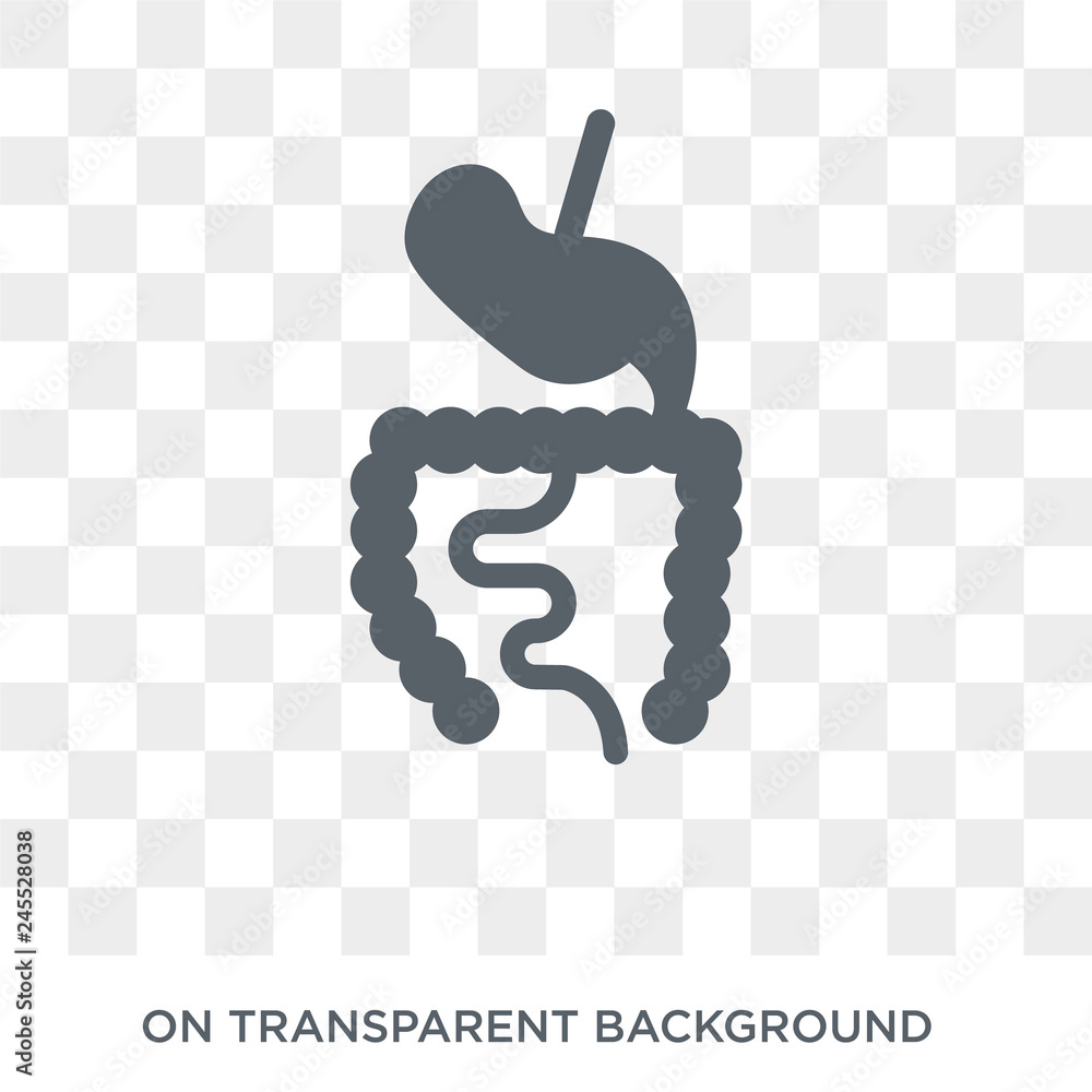 Digestive System icon. Trendy flat vector Digestive System icon on ...