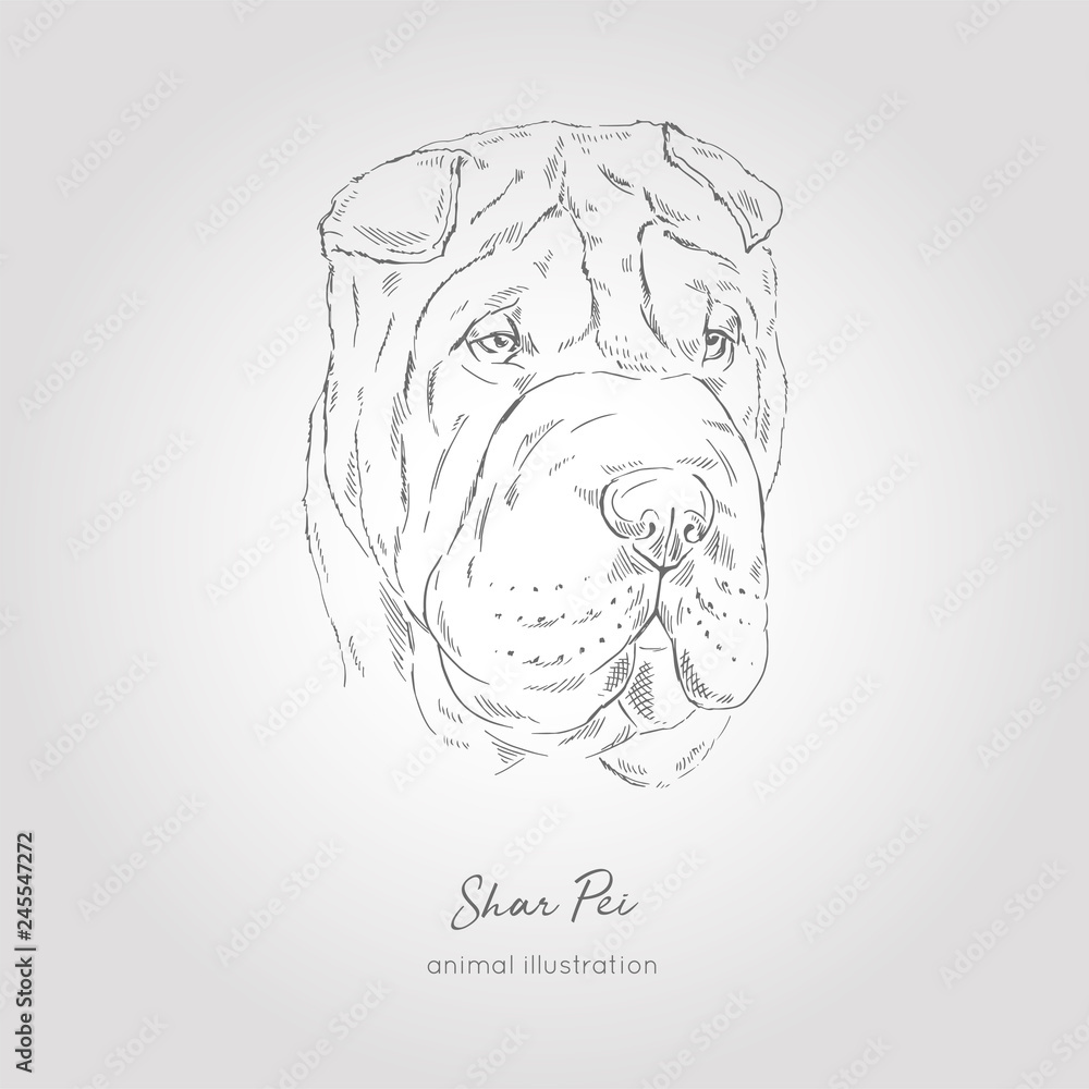 Vector portrait illustration of Shar Pei dog breed. Hand drawn ink ...