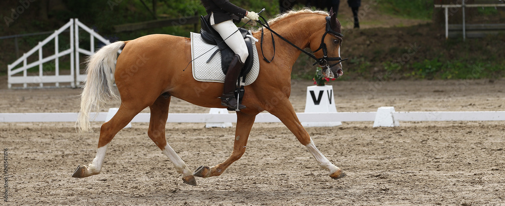 Horse dressage, Palomino, recorded in the gait trot in the floating ...