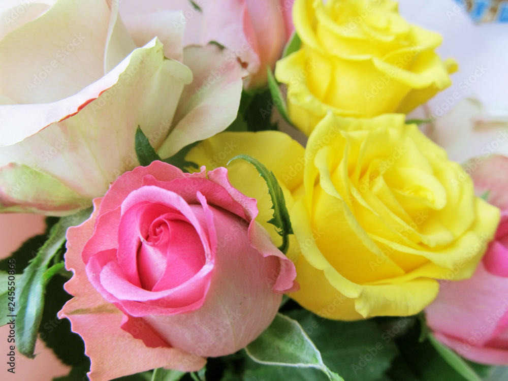 Real Roses Backgrounds