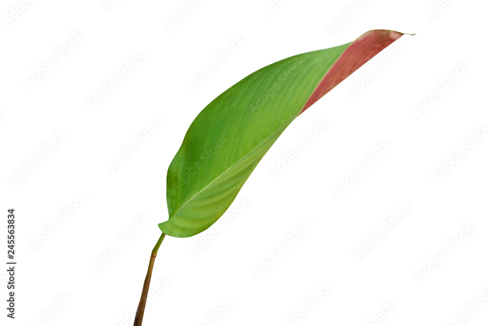 Green leaf Wheat Calathea (Pleiostachya pruinosa) isolated on white ...