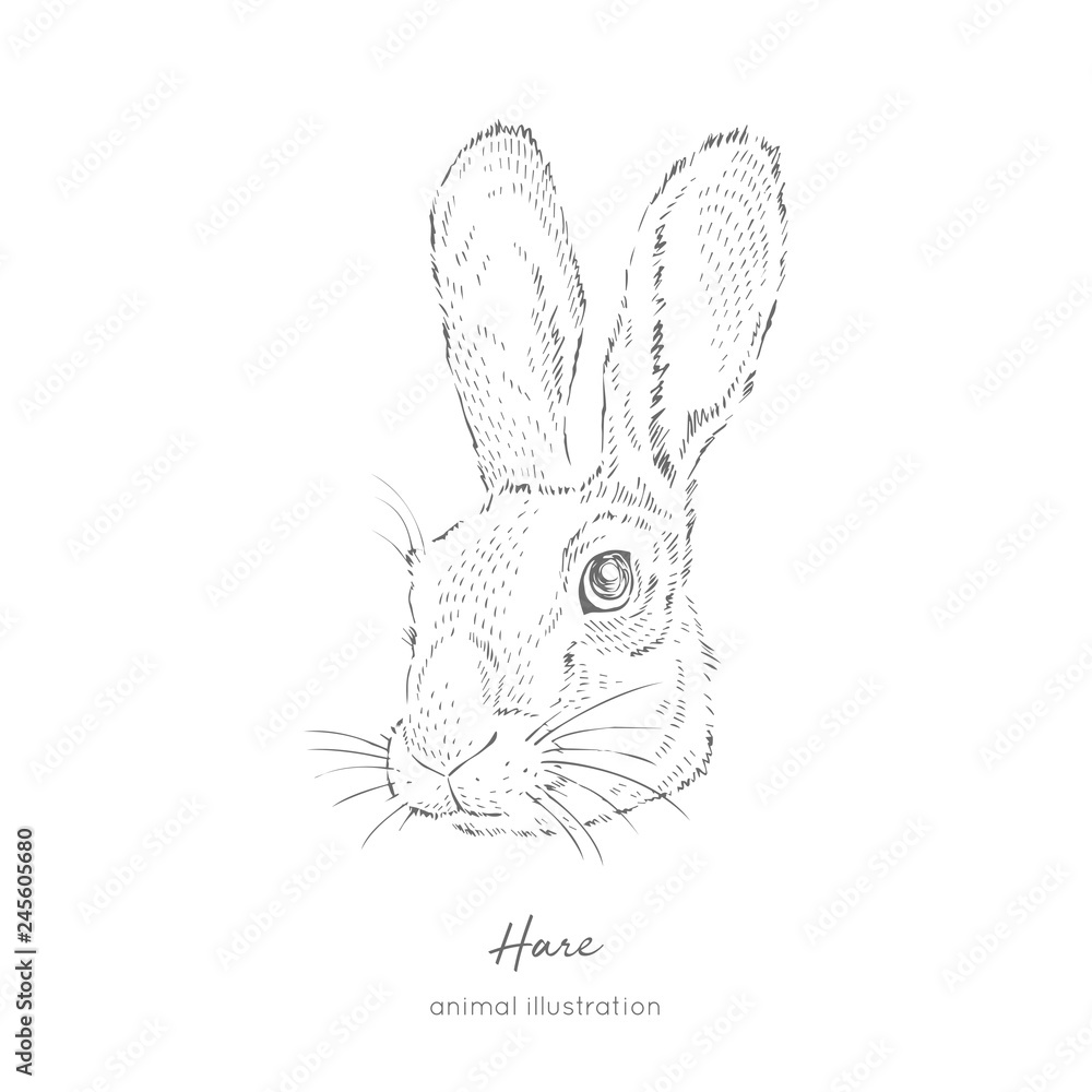 Vector portrait illustration of rabbit farm animal. Hand drawn ink ...